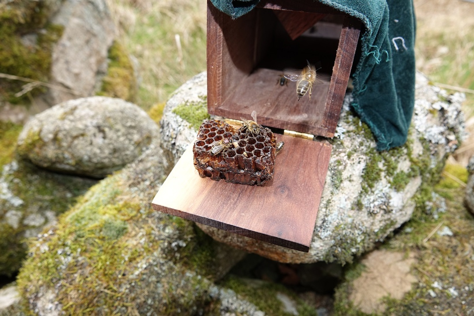 Bee Hunting.