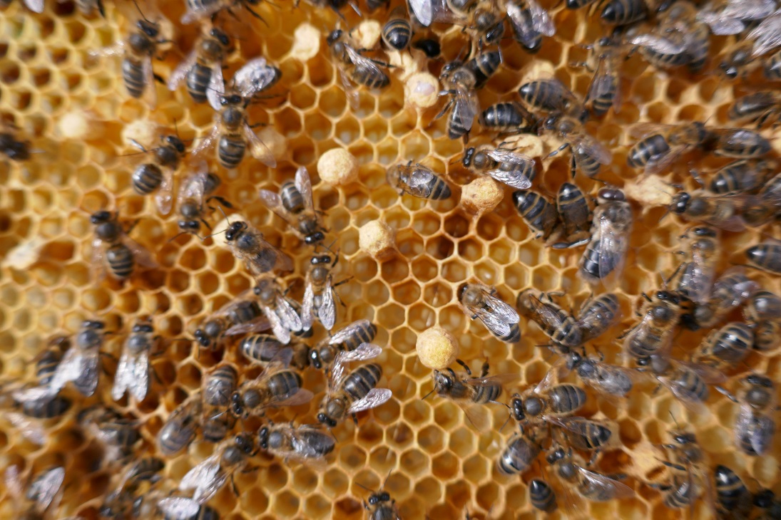 Harvests, Webinars and a Drone Laying Queen.