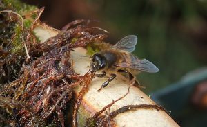 Honey Bee Communication: Trophallaxis.