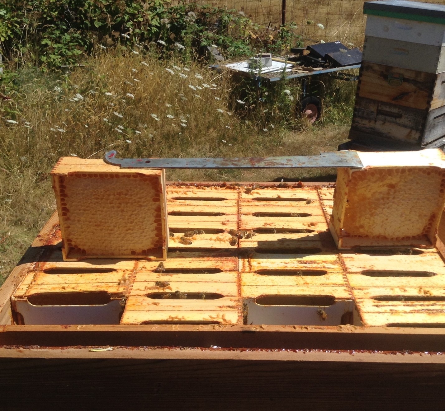 The Isabella Bees.