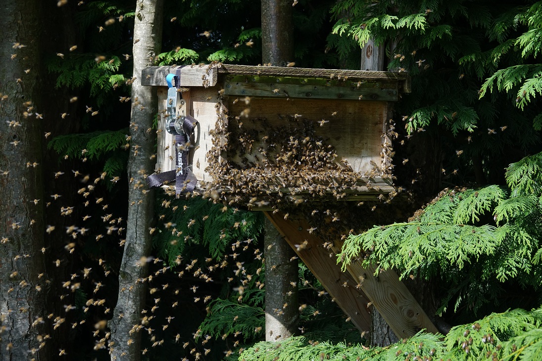 How To Get Honey Bees: Buying, Swarming, & Bait Hives.