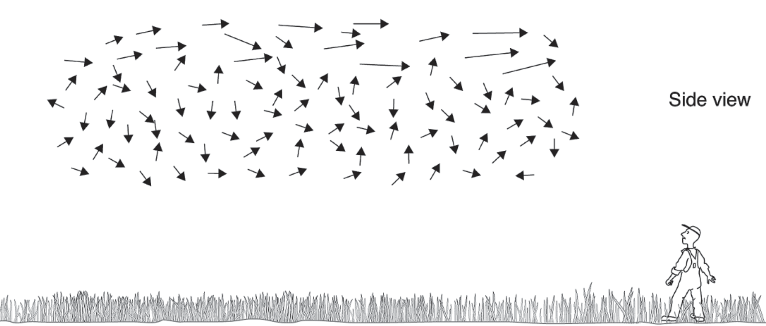 Swarm Behaviour.