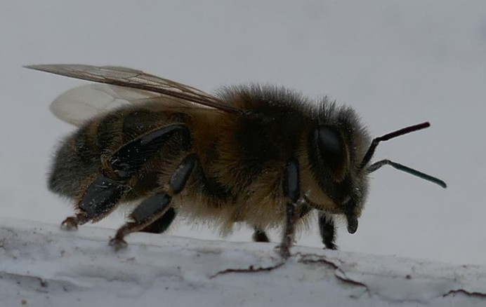 What Are Locally Adapted Bees?